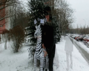 zebra – Reaction GIFs